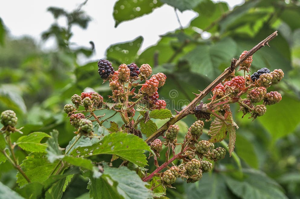 Raspberries Rubus stock image. Image of growing, ripening - 85884001