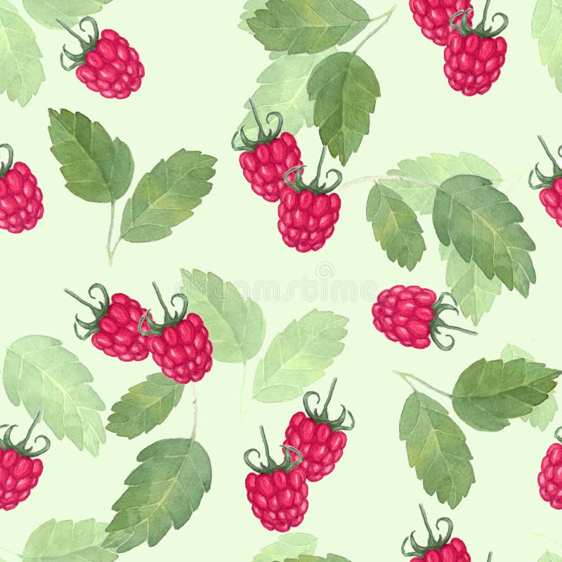 Raspberries. Seamless Pattern. Watercolor Drawing Stock Illustration ...
