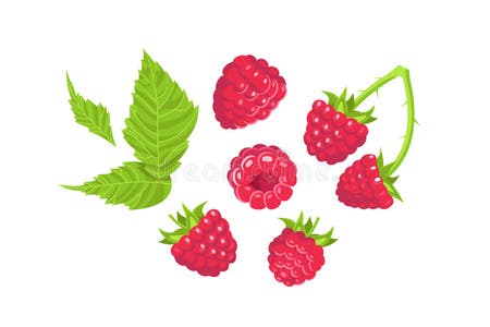 Raspberries Set with Berry and Leafs Stock Vector - Illustration of ...