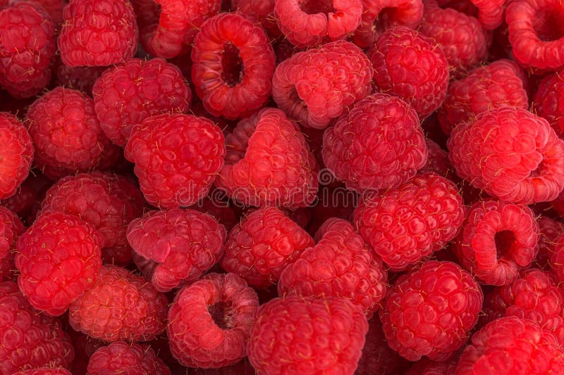 Raspberries are Shown in this Close - Up Shot Stock Image - Image of ...