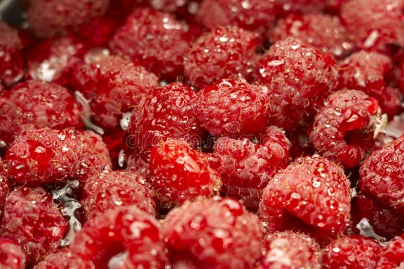 Raspberries with sugar stock photo. Image of oxidants - 3804632