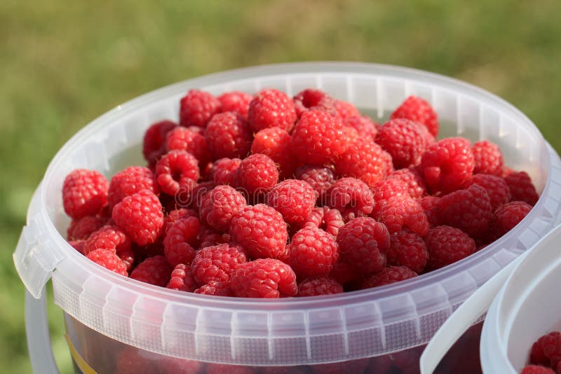 Raspberries stock photo. Image of strawberries, colour - 64439384