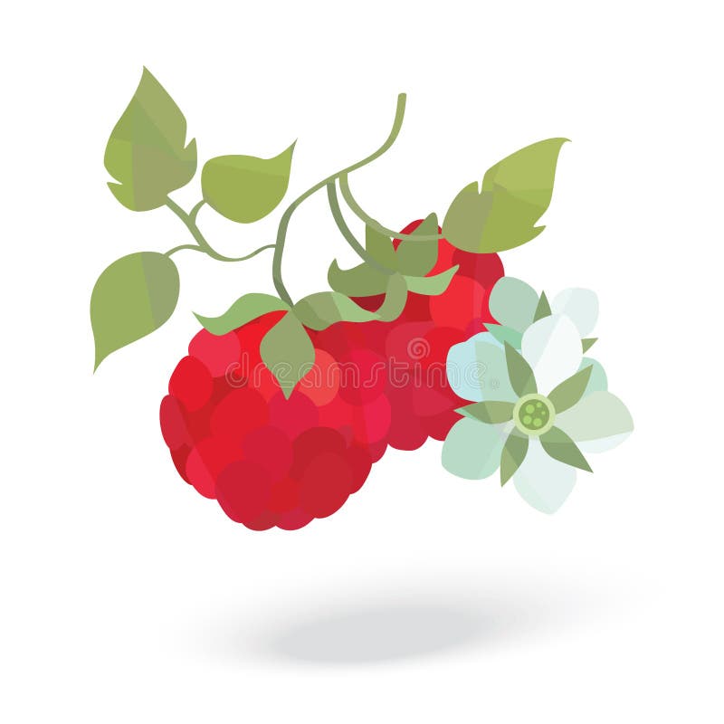 Raspberries Vector Illustration on White Stock Vector - Illustration of ...