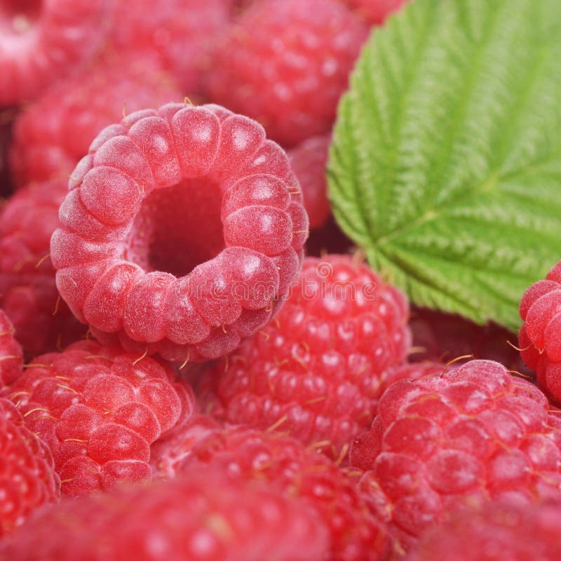 Raspberries stock photo. Image of ripe, closeup, texture - 32498112