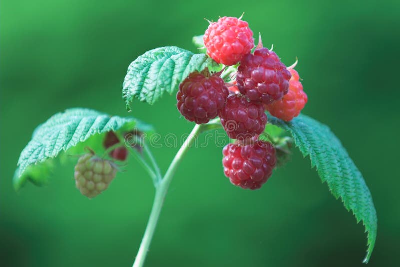 Raspberries on vine stock image. Image of flora, delicious - 2494221