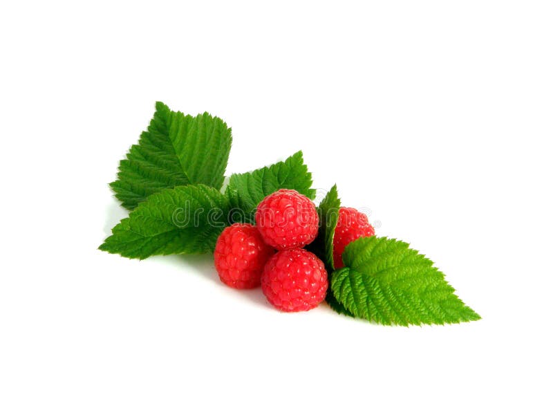Raspberries stock photo. Image of freshness, group, agriculture - 19804202