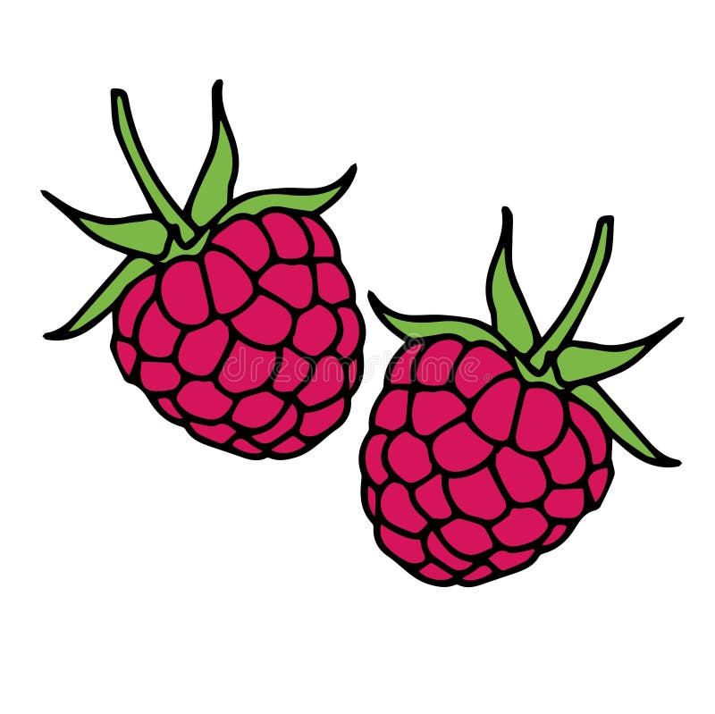2 Raspberries . Vector Illustration Stock Illustration - Illustration ...