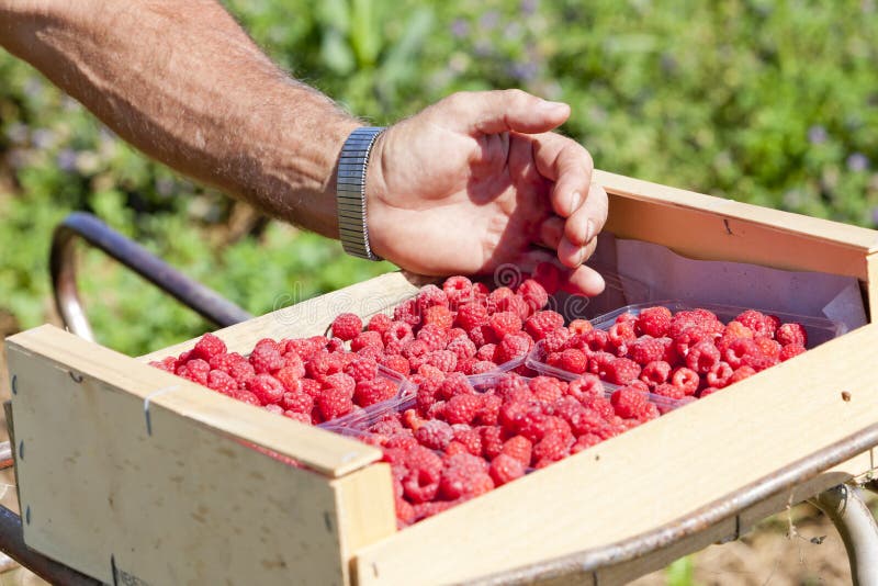 Raspberries stock photo. Image of harvesting, still, hand - 36636316