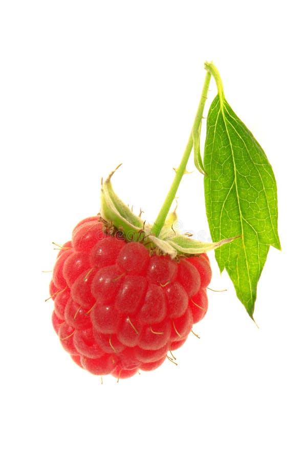 Raspberry stock photo. Image of healthy, eating, close - 6403034