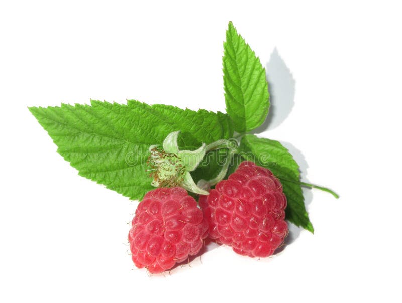 Raspberry stock image. Image of green, raspberry, juicy - 10264589