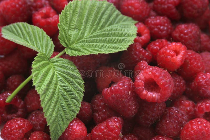 Raspberry Growing stock photo. Image of nature, design - 32273066