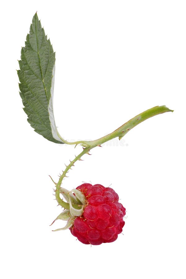 Raspberry stock photo. Image of leaf, botany, nutrient - 10378390