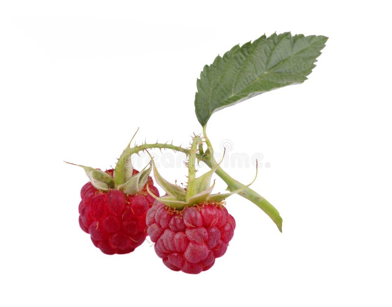 Raspberry stock image. Image of ingredient, color, health - 10378409