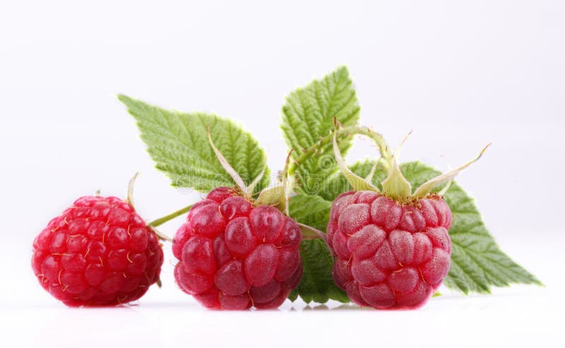Red Raspberry stock image. Image of green, nutritious - 8776297