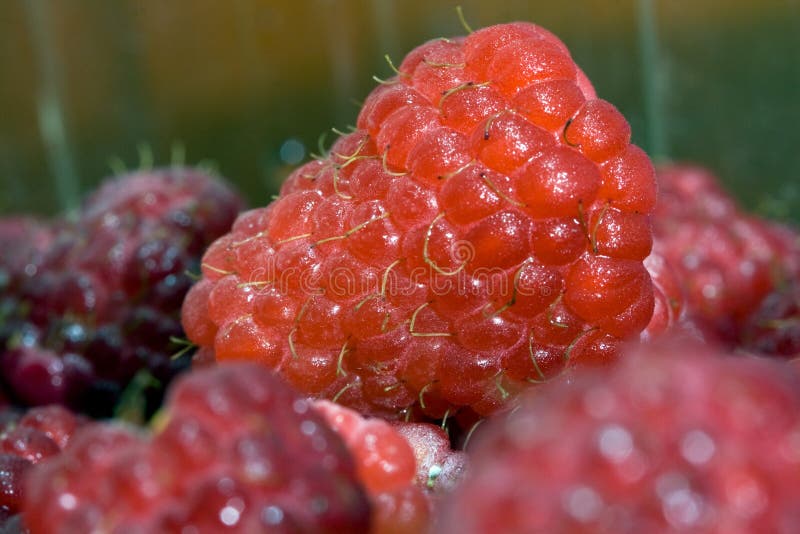Raspberry stock image. Image of ripe, organic, objects - 10737975