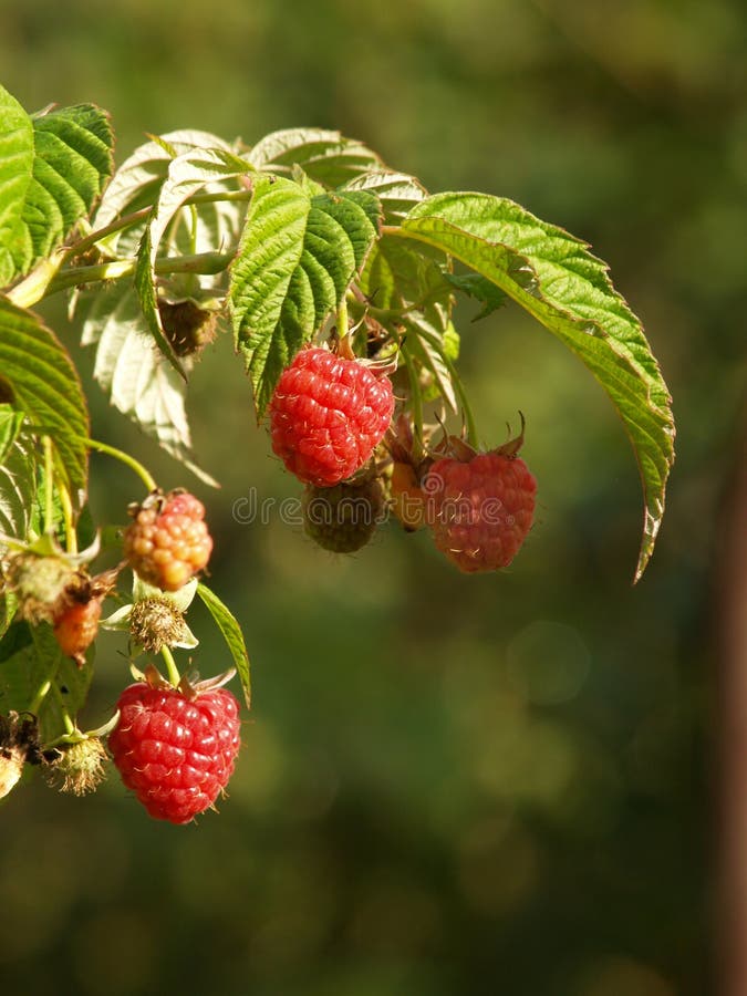 Wild Raspberry from Siberia Stock Image - Image of wild, vitamin: 129189917