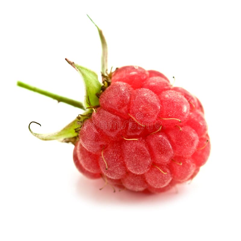 8,293 Single Raspberry Stock Photos - Free & Royalty-Free Stock Photos ...