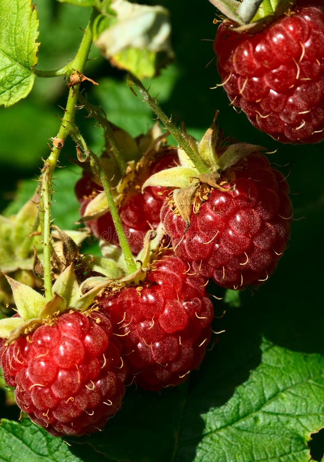 Raspberry. stock photo. Image of close, ripe, freshness - 11140276