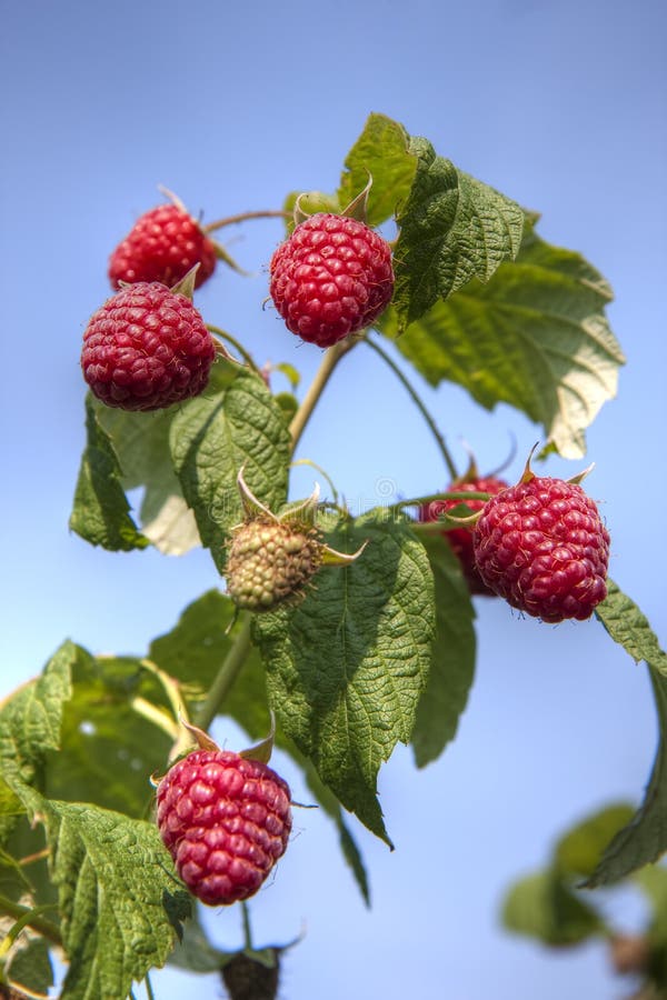 Raspberry on the vine stock photo. Image of berry, sweet - 9994944