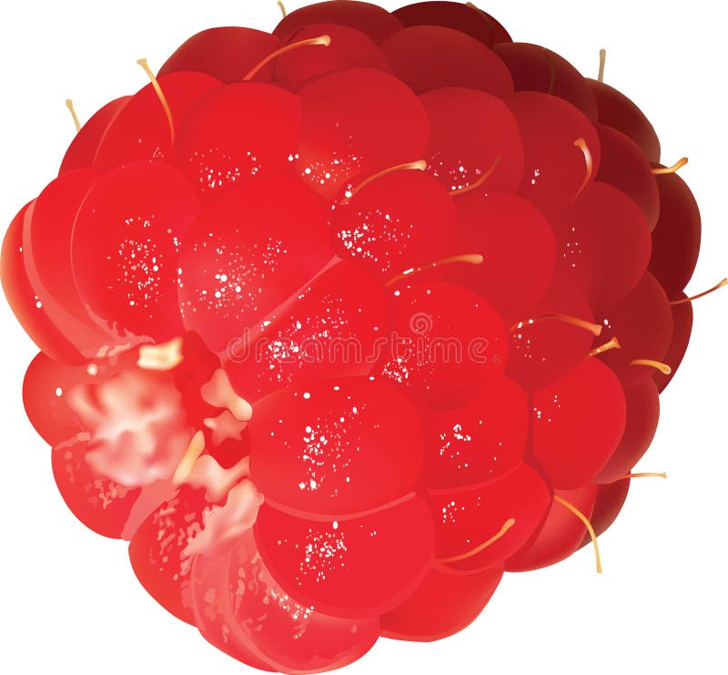 Raspberry stock illustration. Illustration of ecosystem - 12134918
