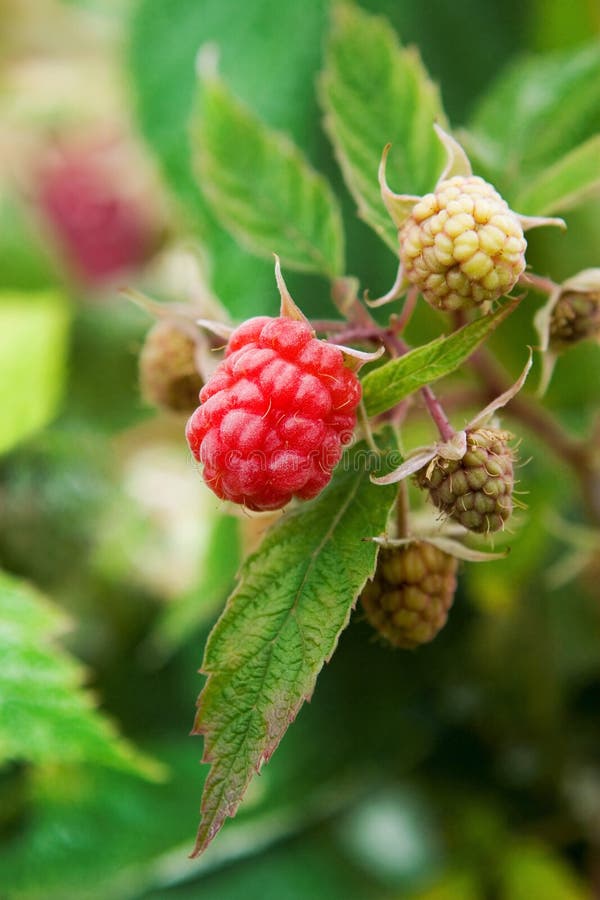 Raspberry orchard stock image. Image of delicious, garden - 65923031