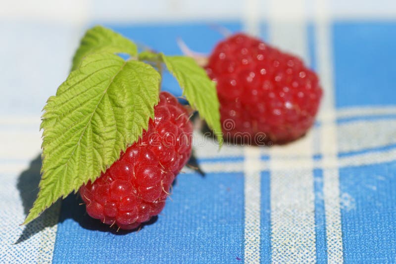 Raspberry stock image. Image of summer, delicious, vitamins - 13041559