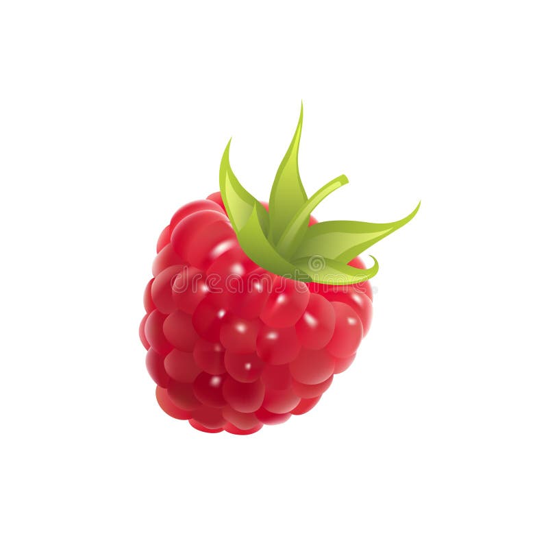 Ripe raspberry stock vector. Illustration of raspberry - 18778545