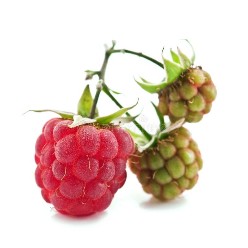 Raspberry stock image. Image of nature, aroma, healthy - 12997175