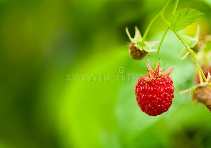 Raspberry stock image. Image of sweet, eating, soft, raspberries - 13335987