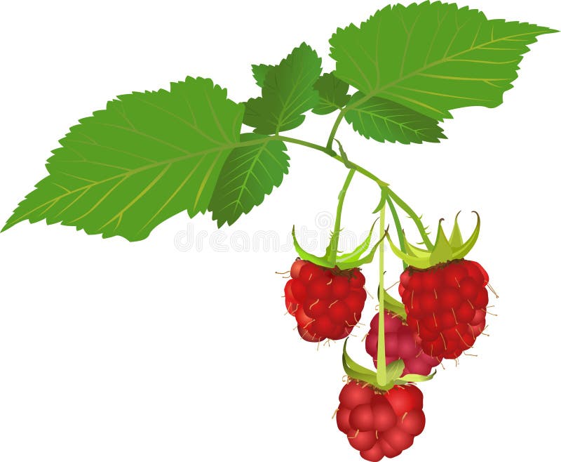 Raspberry Plants Stock Illustrations – 1,162 Raspberry Plants Stock ...