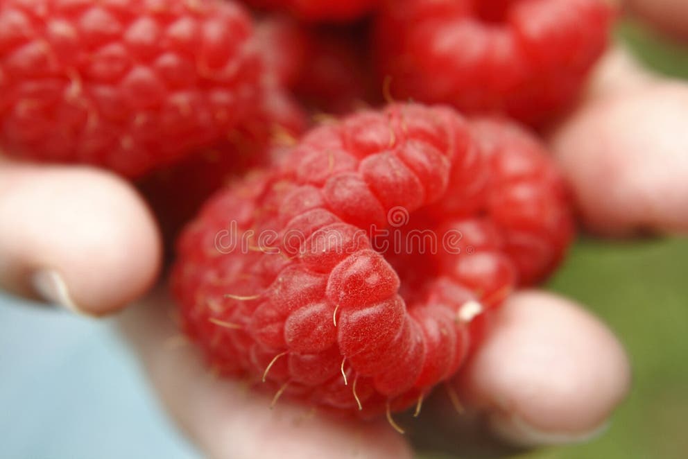 Raspberry stock image. Image of give, meadov, vineyard - 13583387
