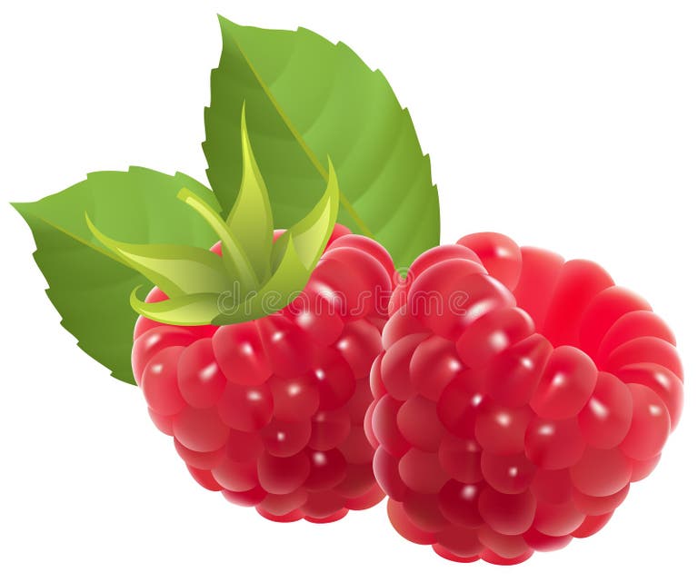 Raspberry Clipart Stock Illustrations – 1,899 Raspberry Clipart Stock ...