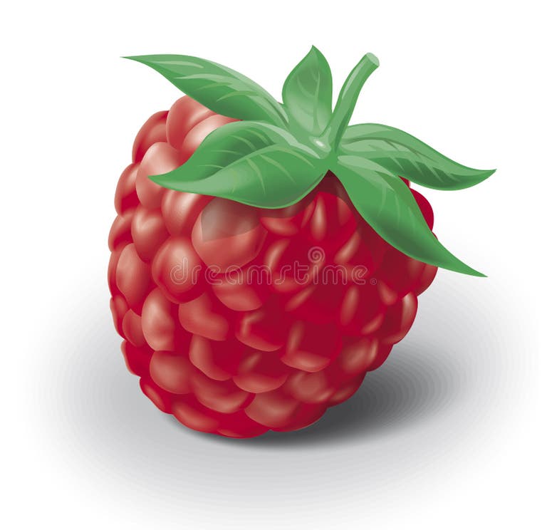 Raspberry Plants Stock Illustrations – 1,162 Raspberry Plants Stock ...