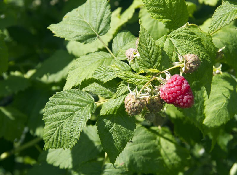 Raspberry stock image. Image of plant, crop, yellow, summer - 199241