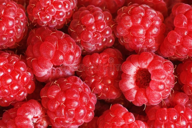 Raspberry stock photo. Image of large, raspberry, sweet - 14845068
