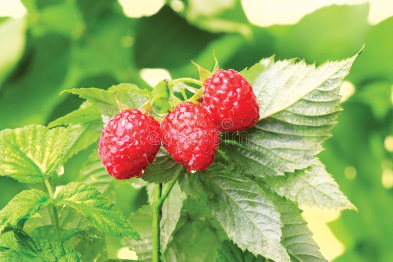 Raspberry stock image. Image of fresh, healthy, fruity - 15595967
