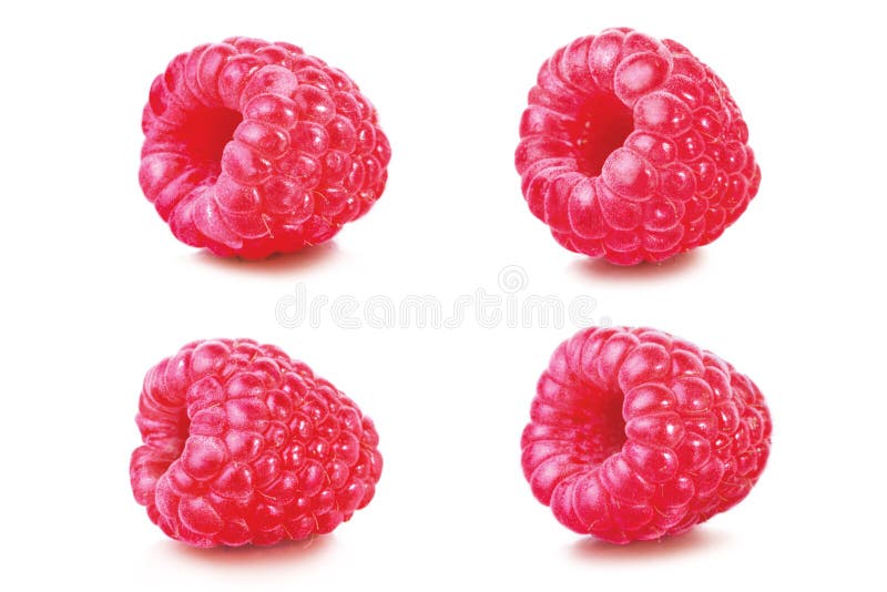 Raspberry stock image. Image of botanic, botany, isolated - 2584375