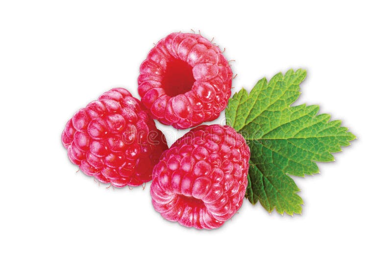 Raspberry stock image. Image of fresh, healthy, fruity - 15595967