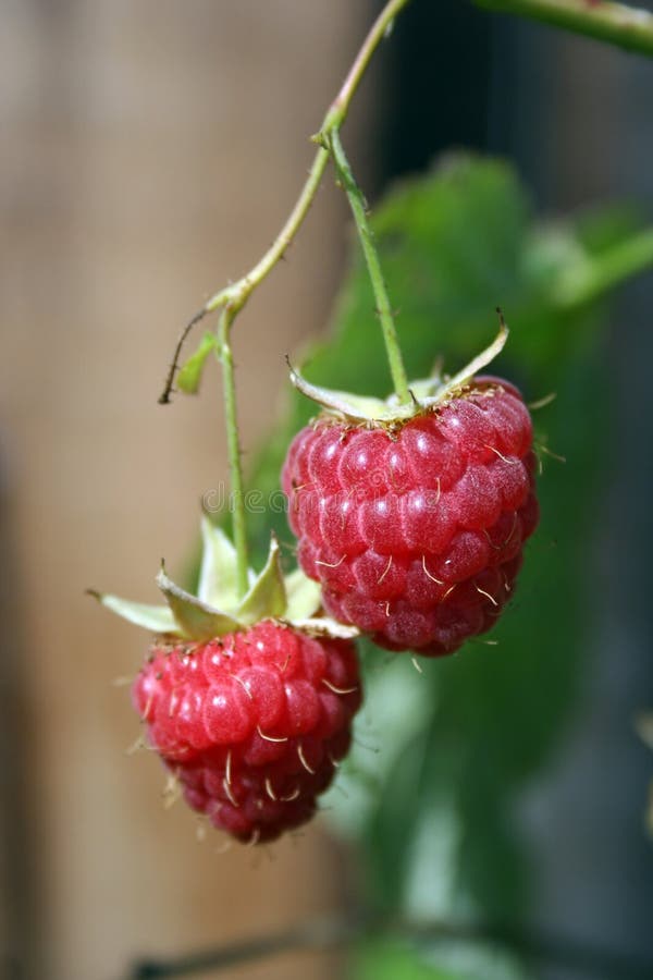 Raspberry stock image. Image of berry, juicy, cultivated - 15692353