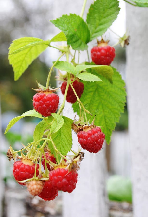 Raspberry Growing stock photo. Image of nature, design - 32273066