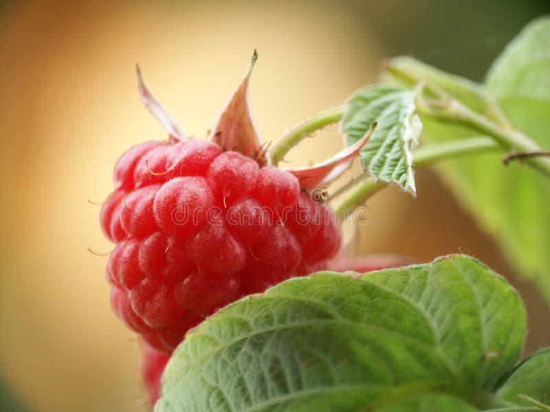 Red Raspberry stock image. Image of green, nutritious - 8776297