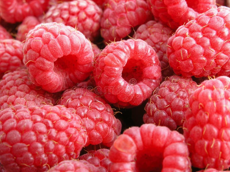 Raspberry stock photo. Image of fresh, outdoor, berries - 268678
