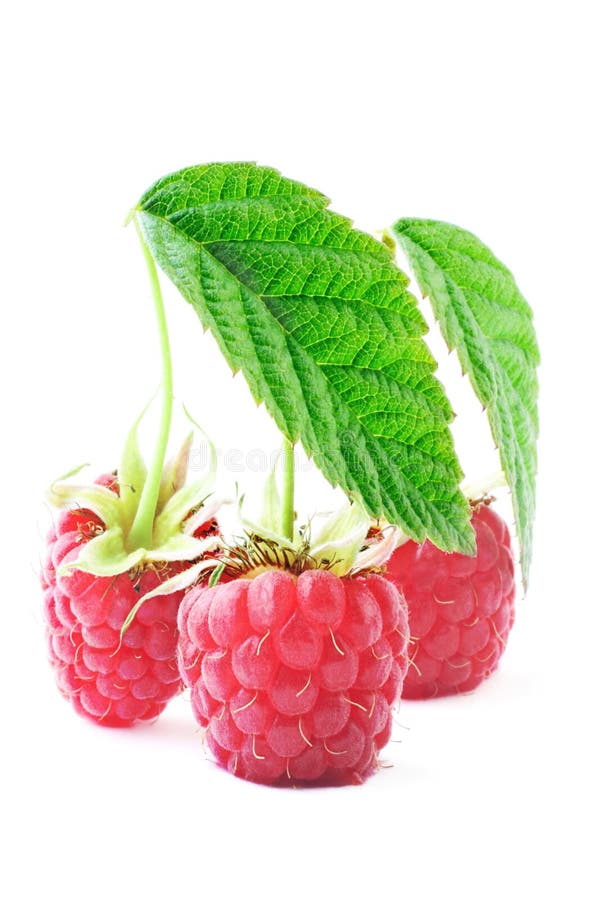 Raspberry. Watercolor Painting Stock Image - Image of creative, diet ...