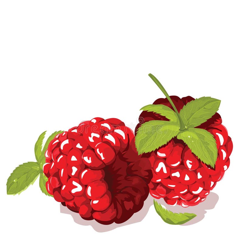 Raspberry fruit stock illustration. Illustration of closeup - 29419112