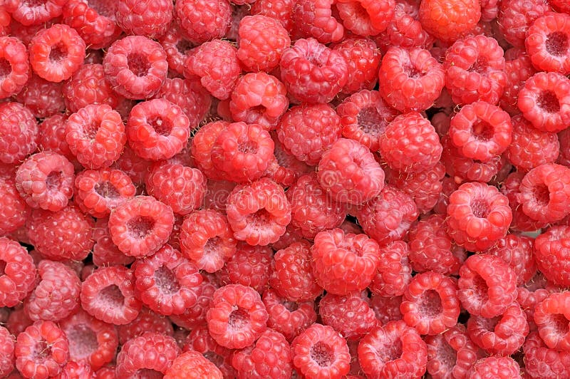 Raspberry stock photo. Image of freshness, produce, copy - 20280392