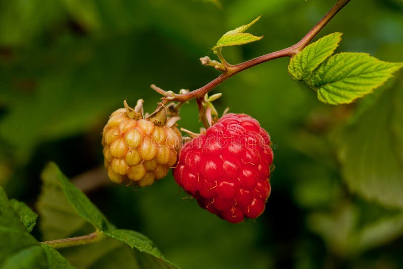 Raspberry Growing stock photo. Image of nature, design - 32273066