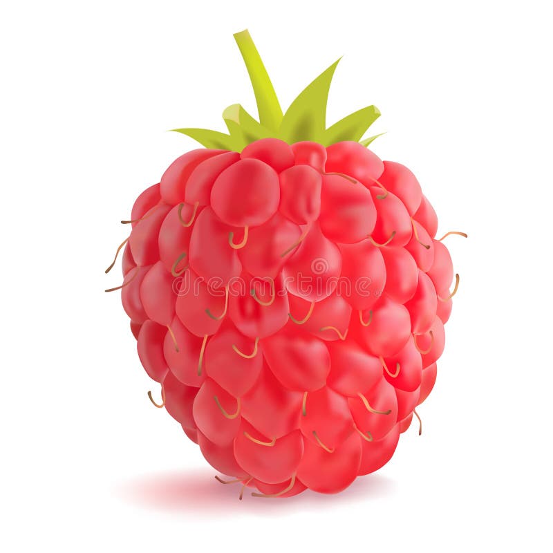 Ripe raspberry stock vector. Illustration of raspberry - 18778545