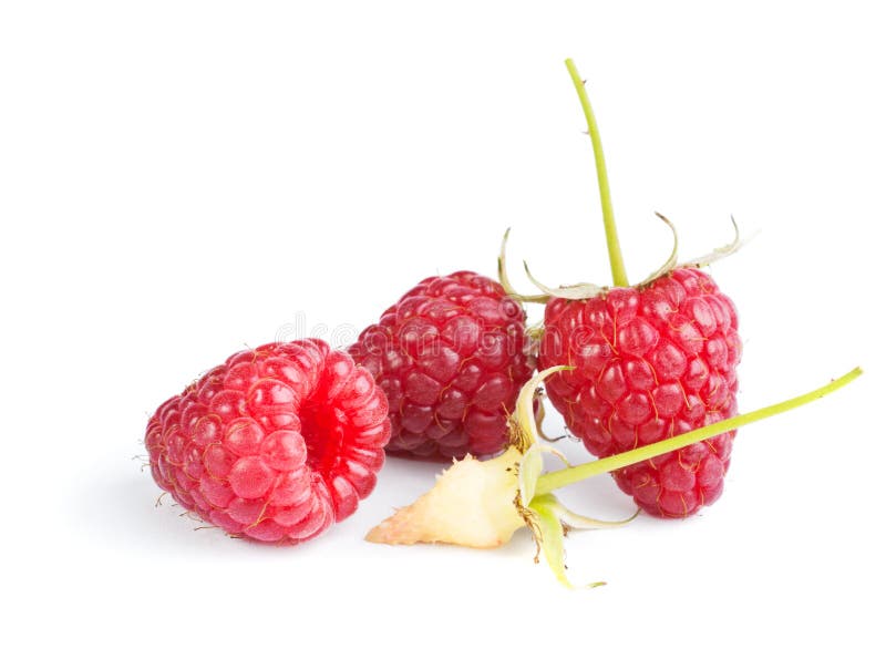 Raspberry stock photo. Image of white, berries, isolated - 21172586