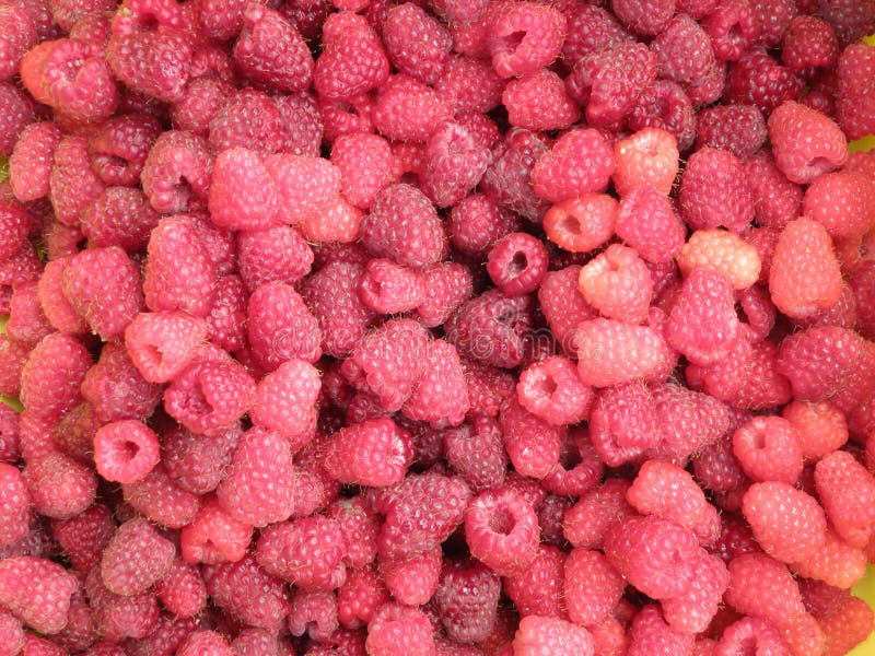 Raspberry Fruits Wild Fruits Stock Photo - Image of berries, fresh ...