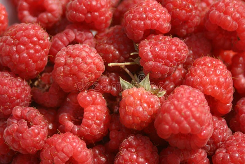 Raspberry stock image. Image of fresh, juicy, vegetarian - 21904483